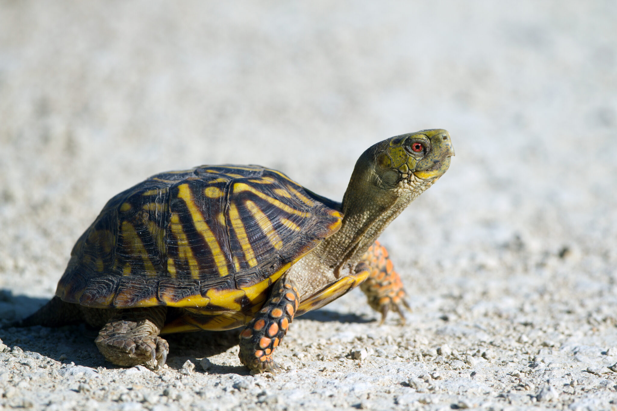 Should I Help a Turtle Cross the Road? | Bottletree Animal Hospital